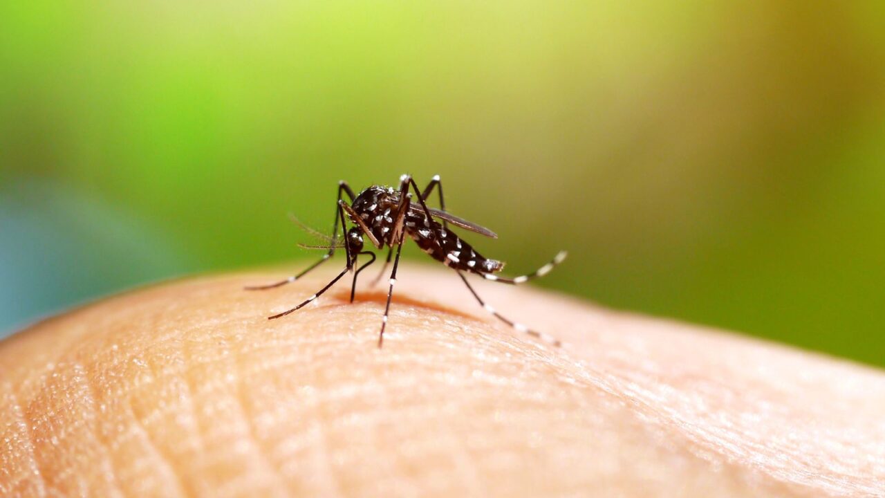 Understanding the 3 Stages of Dengue Fever - TCI Hospital EN